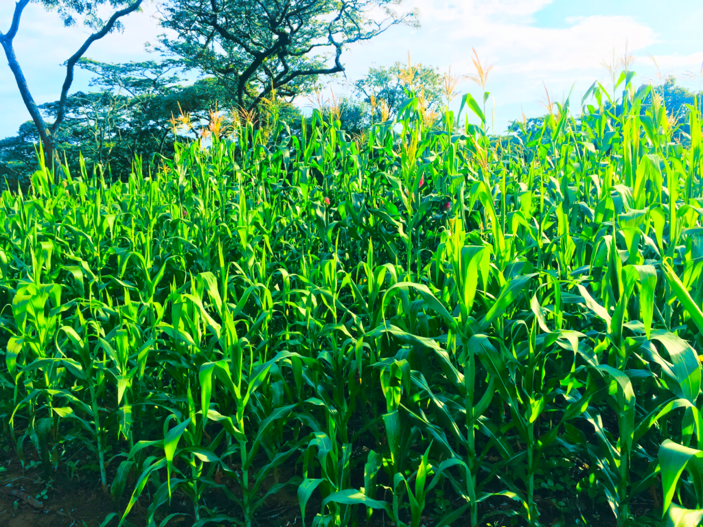 Maximizing Maize Yield in Zambia: Optimal Plant Spacing & Timing