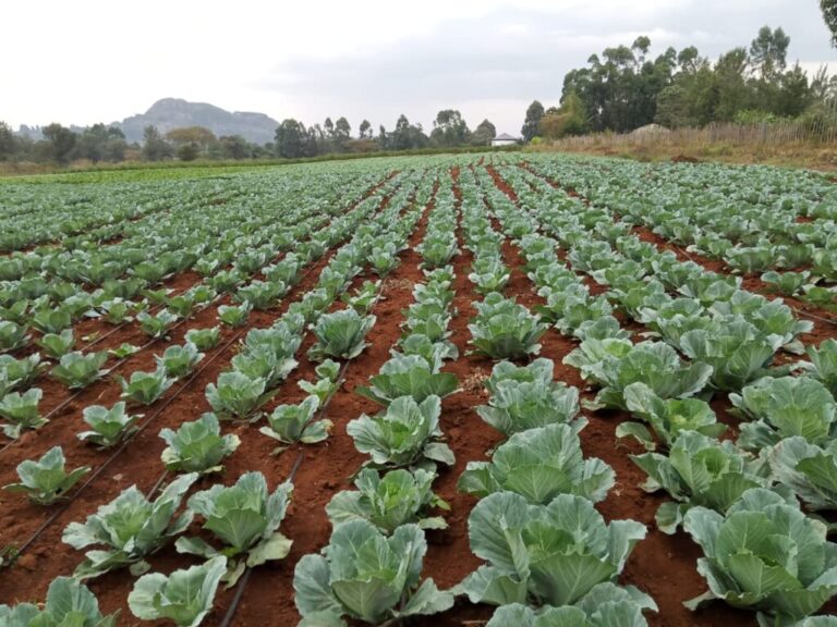 How to Start Cabbage Farming in Zambia: A Comprehensive Guide